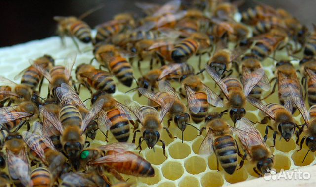 Племенные матки Бакфаст из Германии 2019