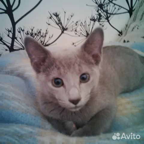 Котята рг