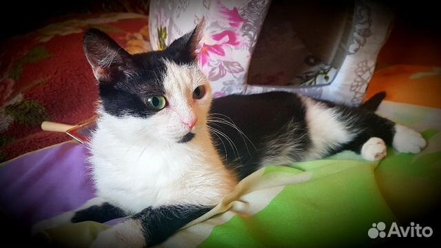 Кошечку Марго в дар