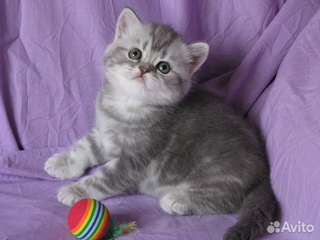 Кисули
