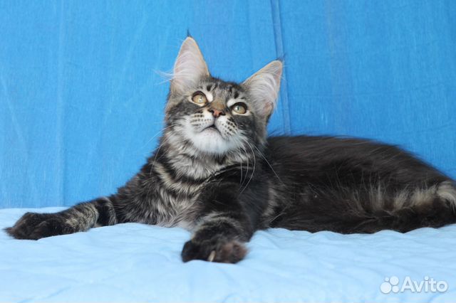 Котик Черный Мрамор