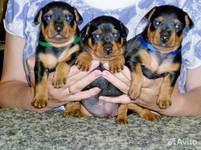 Малыш миниатюрного пинчера. П