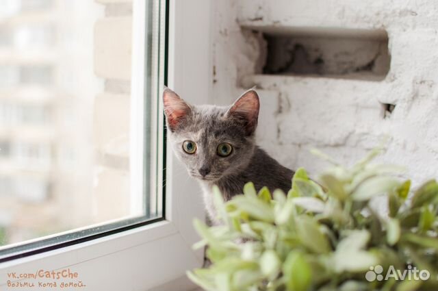 Котенок Эстери