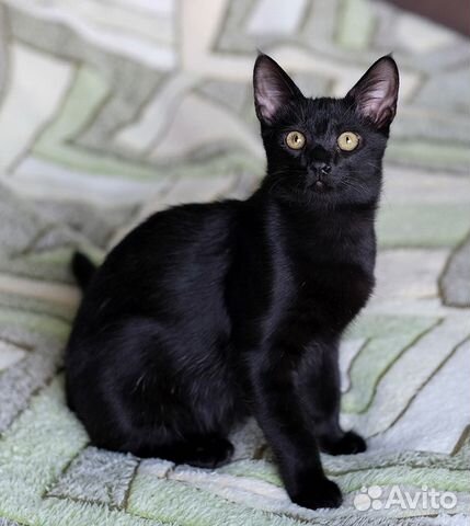 Серный котик Марик