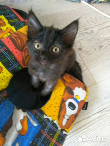 Черный котенок девочка 4,5мес,привита,стерильна