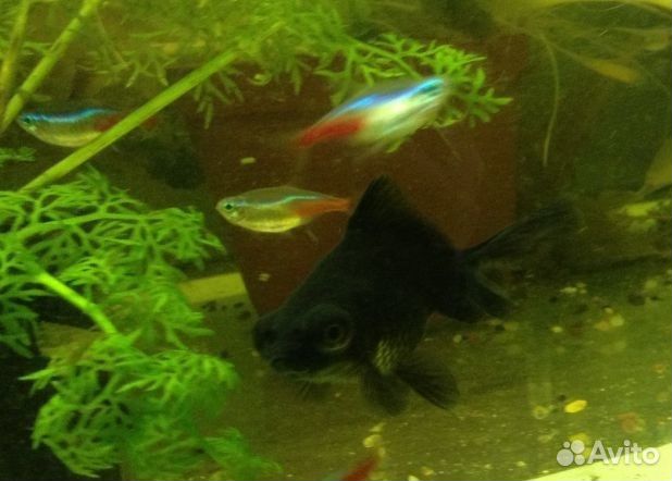 Телескоп золотой рыбки