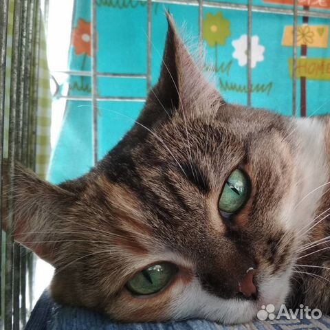 Спокойная уютная кошка Фиона