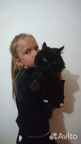 Чудесные котята