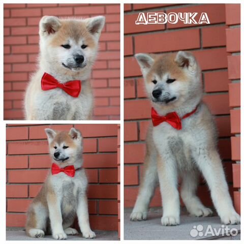 Акита, Японская Акита