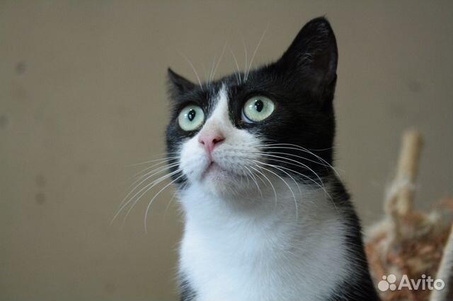 Кошка Лакричка