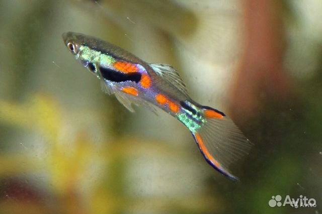 Рыбки аквариумные гуппи