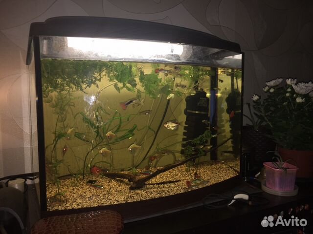 Панорамный Аквариум 50л и аквариум 20л