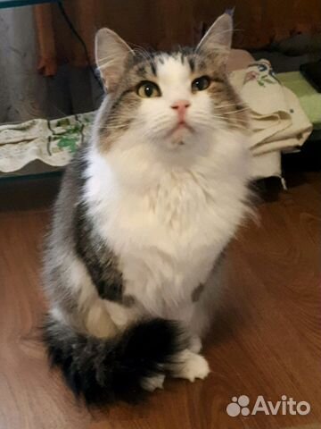 Василиса отдам в добрые руки