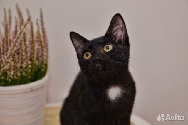 Котёнок