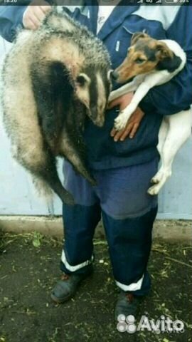 Фокстерьер