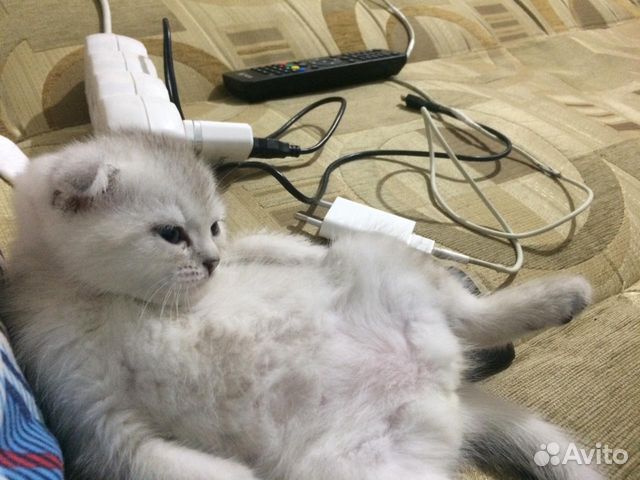 Шотландский котёнок