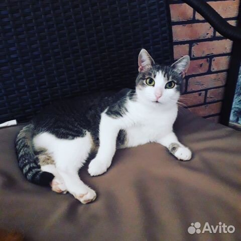 Кошка Аиша в добрые руки