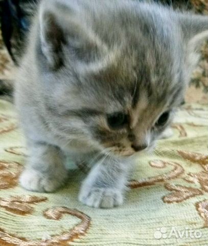 Кошечка шотландка