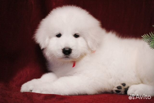 Маремма. Миросвет Шампания 2 мес