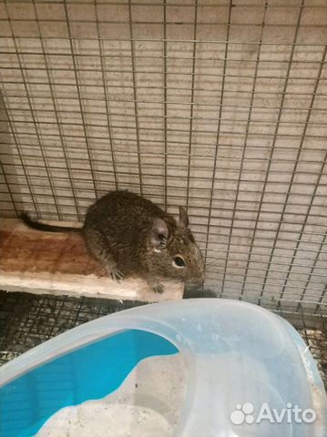 Дегу. Отдам в добрые руки