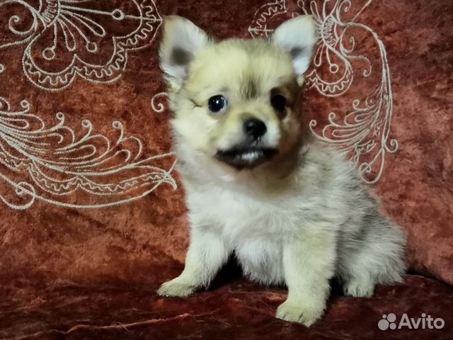 Маленькие гномики собачьего народца