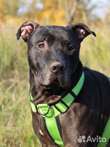 Черный пит в добрые руки