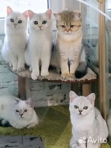 Британские котята 4,5 месяца