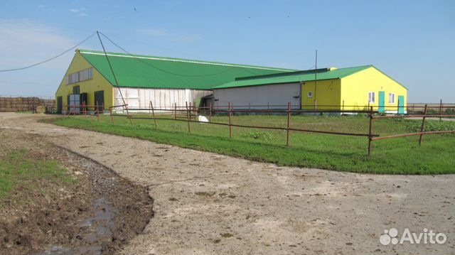 Коровы ищу партнеров по выращиванию