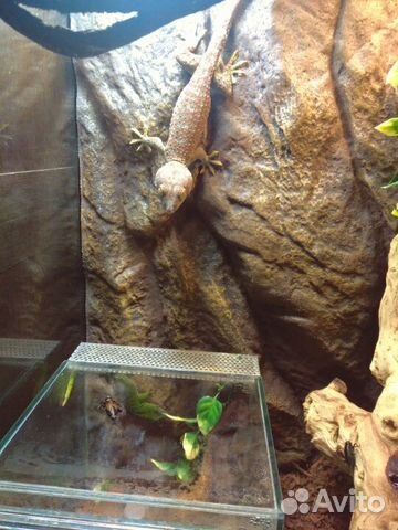 Геккон токи