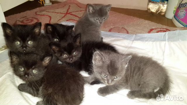 Отдам котят британцев в хорошие руки