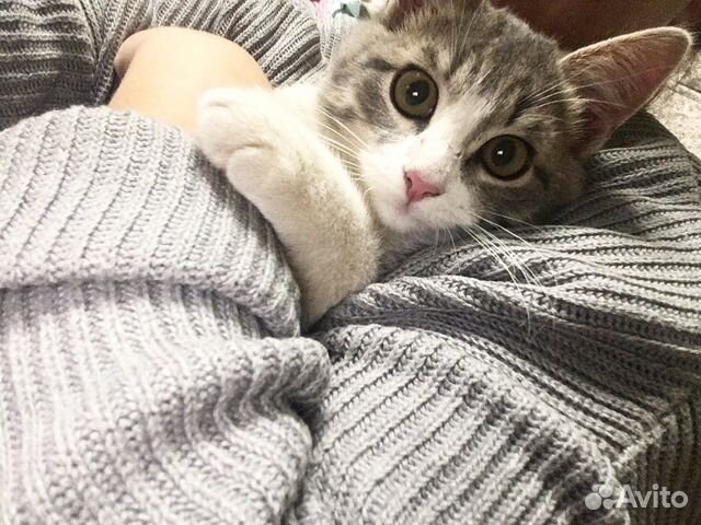 Отдам в добрые руки котёнка