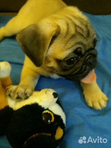 Мопс (мальчик, 2,5 месяца)