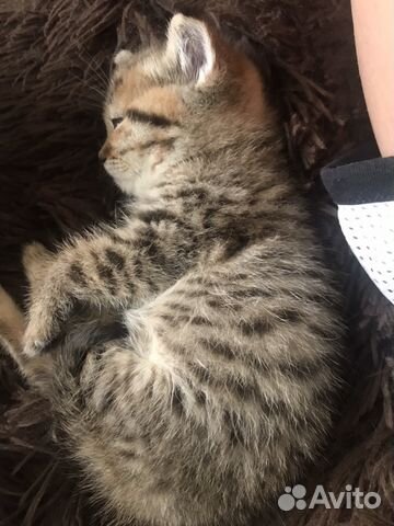 Котёнок от британской кошки