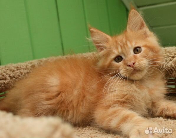 Котик мейн кун красный солид Impossible