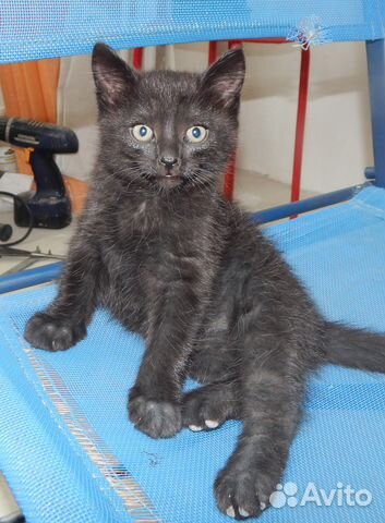 Котик Полубританец