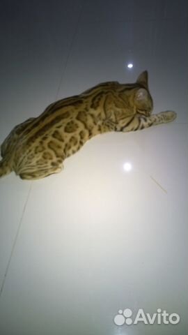 Бенгальские коты