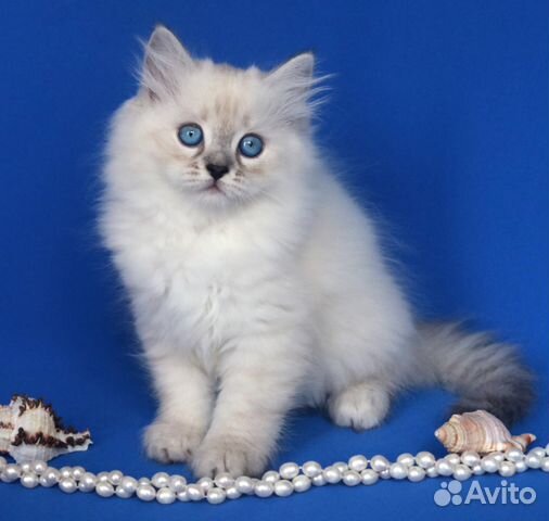 Невский маскарадный котёнок Арни (Жемчуг Невы)