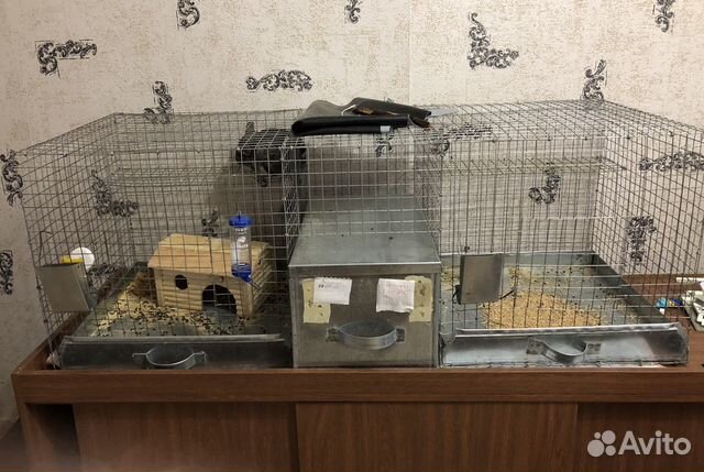 Пара шиншилл