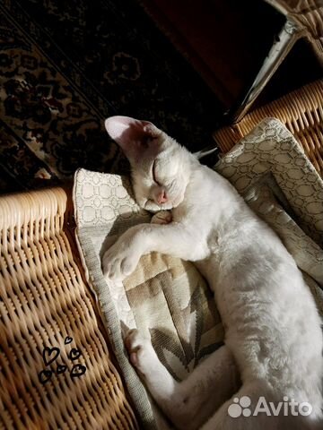 Девончик Гектор