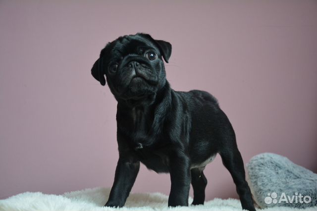 Мопс щенок