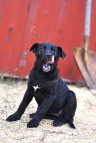 Черная красотка