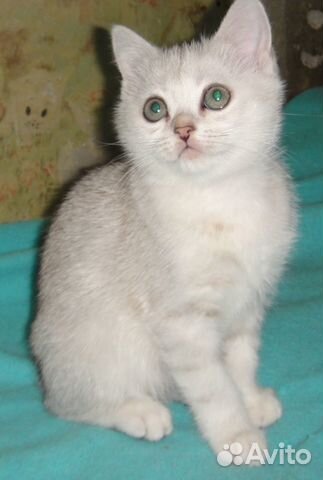 Самые ласковые британские котята