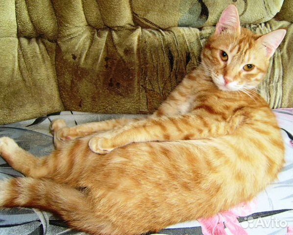 Ростов-на-Дону Васька ищет дом