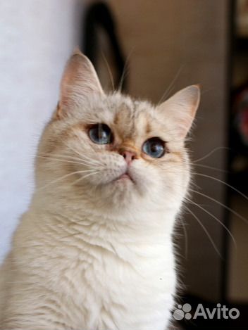 Котик скоттиш страйт редкого окраса синеглазый
