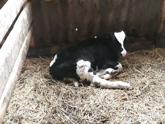 Продам бычков