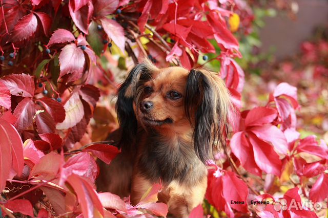 Миниатюрная красотка