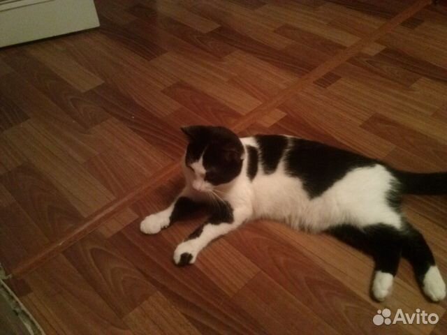 Котик