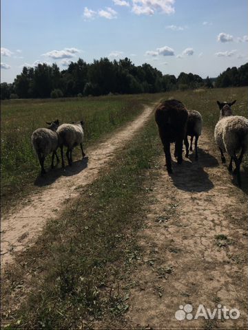 Баран эдельбаевский