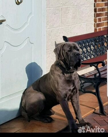 Отдам взрослого кане корсо в добрые руки