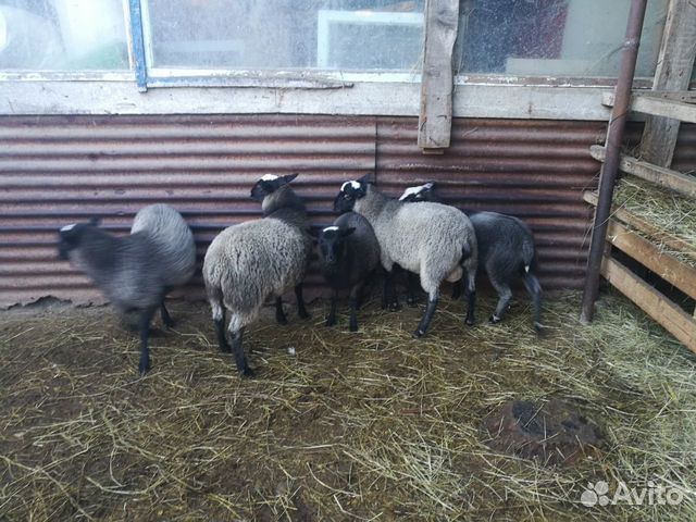 Романовские баранчики